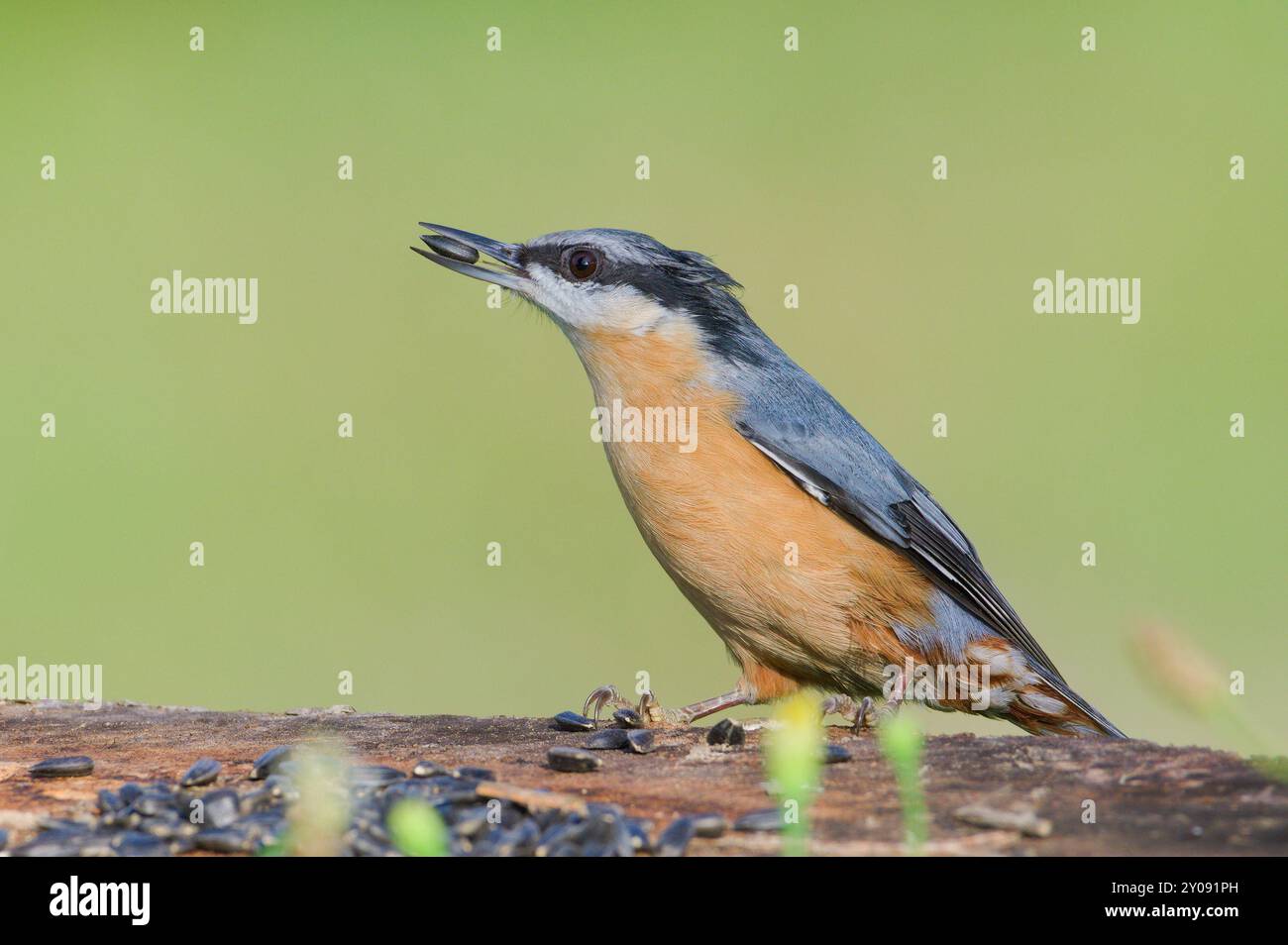 Common bird Sitta europaea aka Eurasian nuthatch with the seed in his ...