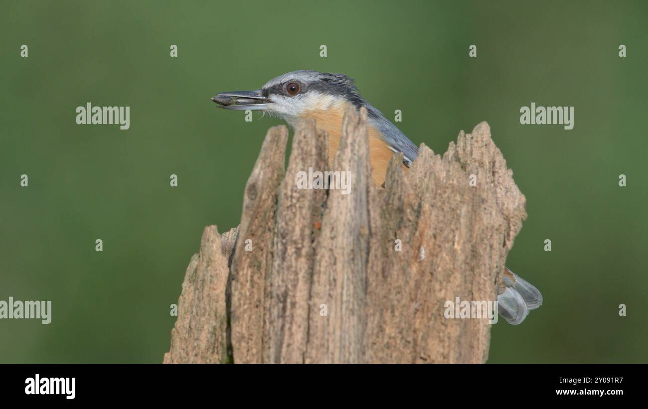Common bird Sitta europaea aka Eurasian nuthatch with the seed in his ...