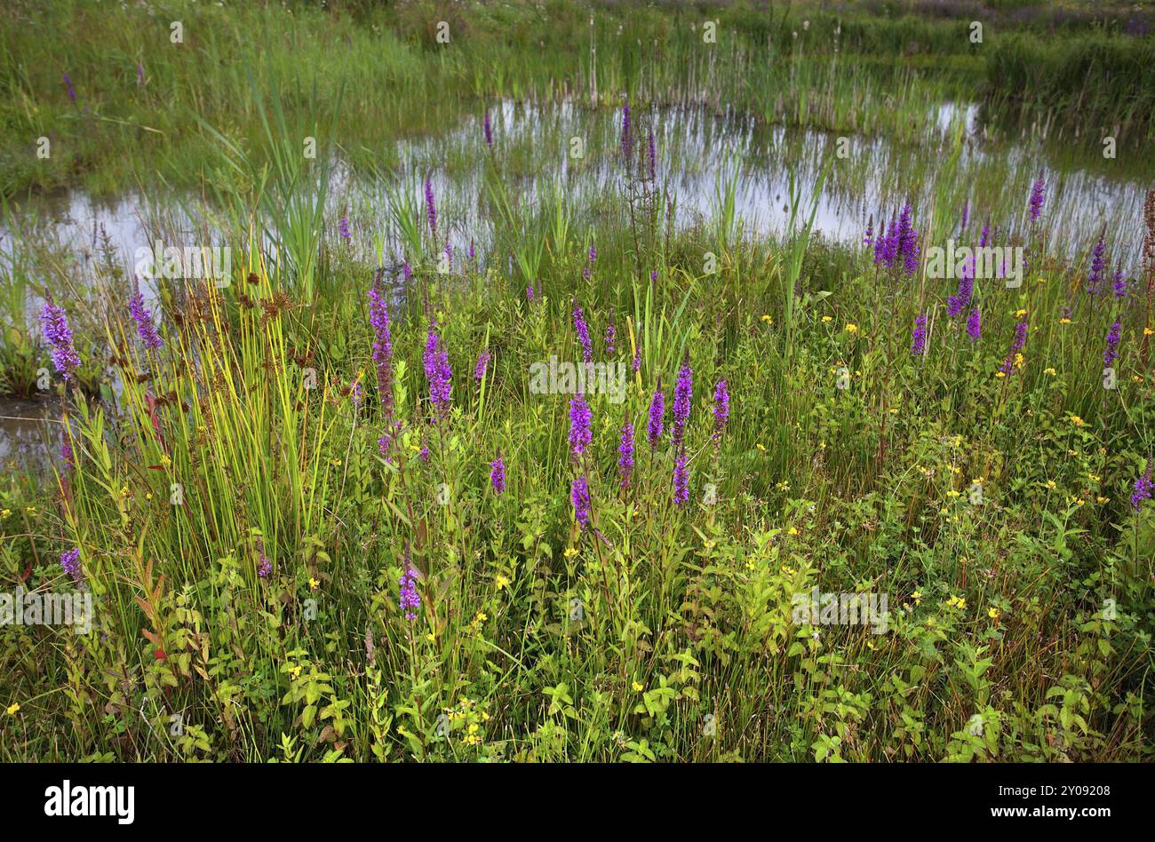 Purple wildflowers on swamp in summer Stock Photo - Alamy