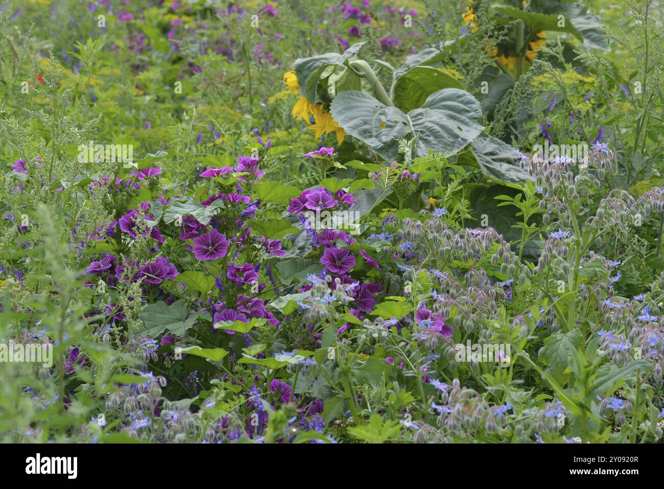 Field mallow flowers in bloom hi-res stock photography and images - Alamy