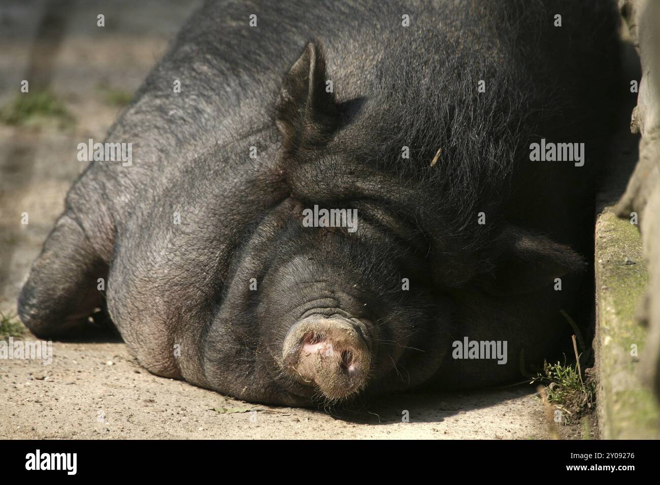 These pigs are mainly kept as pets in Vietnam Stock Photo - Alamy