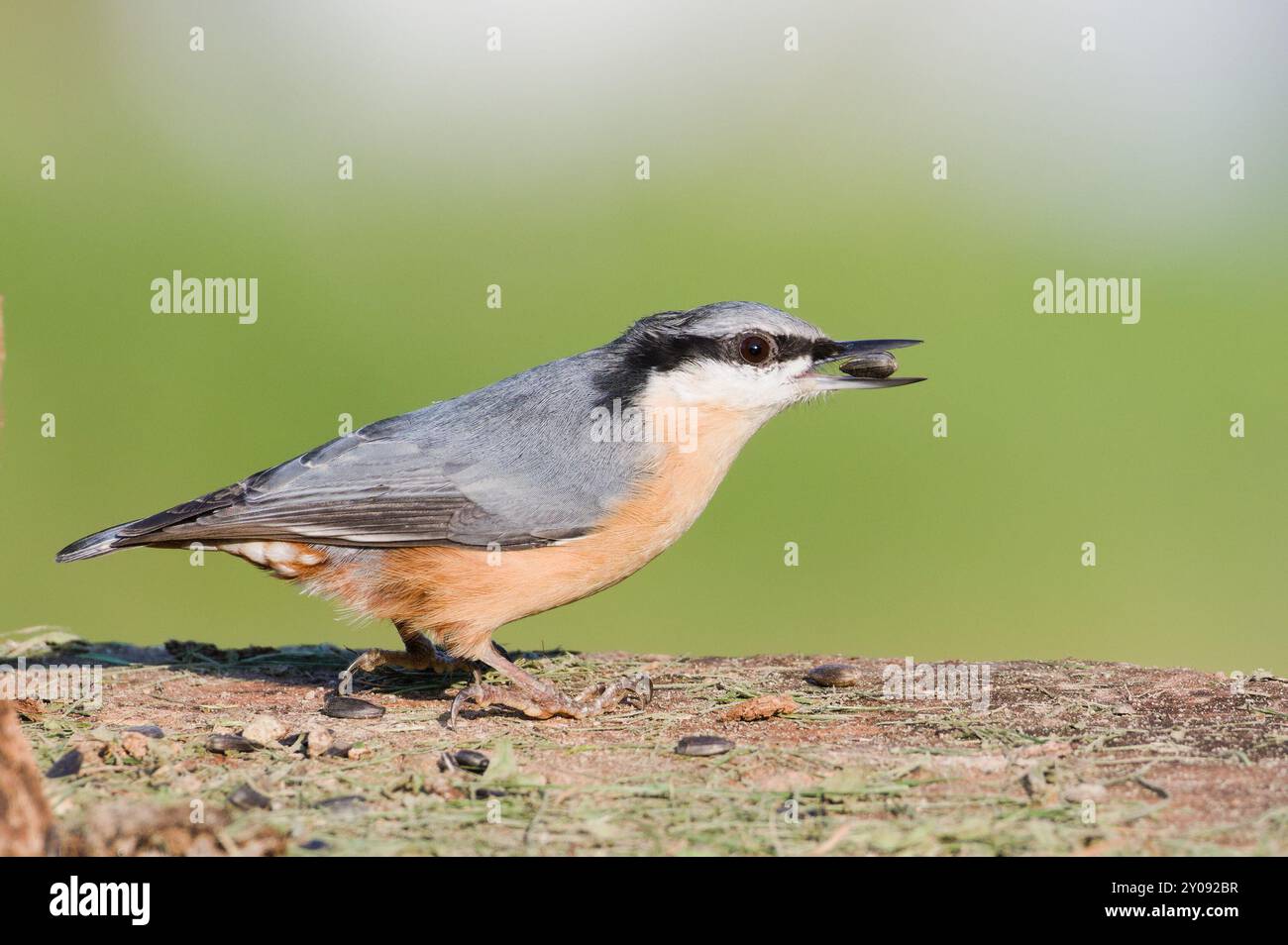 Common bird Sitta europaea aka Eurasian nuthatch with the seed in his beak. Very close-up ...