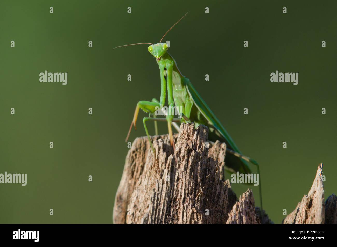 Praying Mantis aka Mantis religiosa adult female in wild nature of ...
