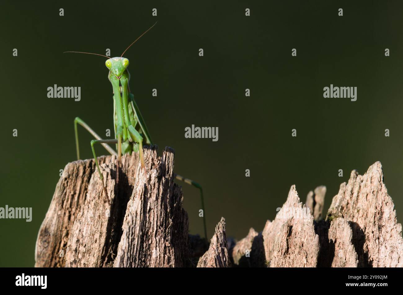 Praying Mantis aka Mantis religiosa adult female in wild nature of ...