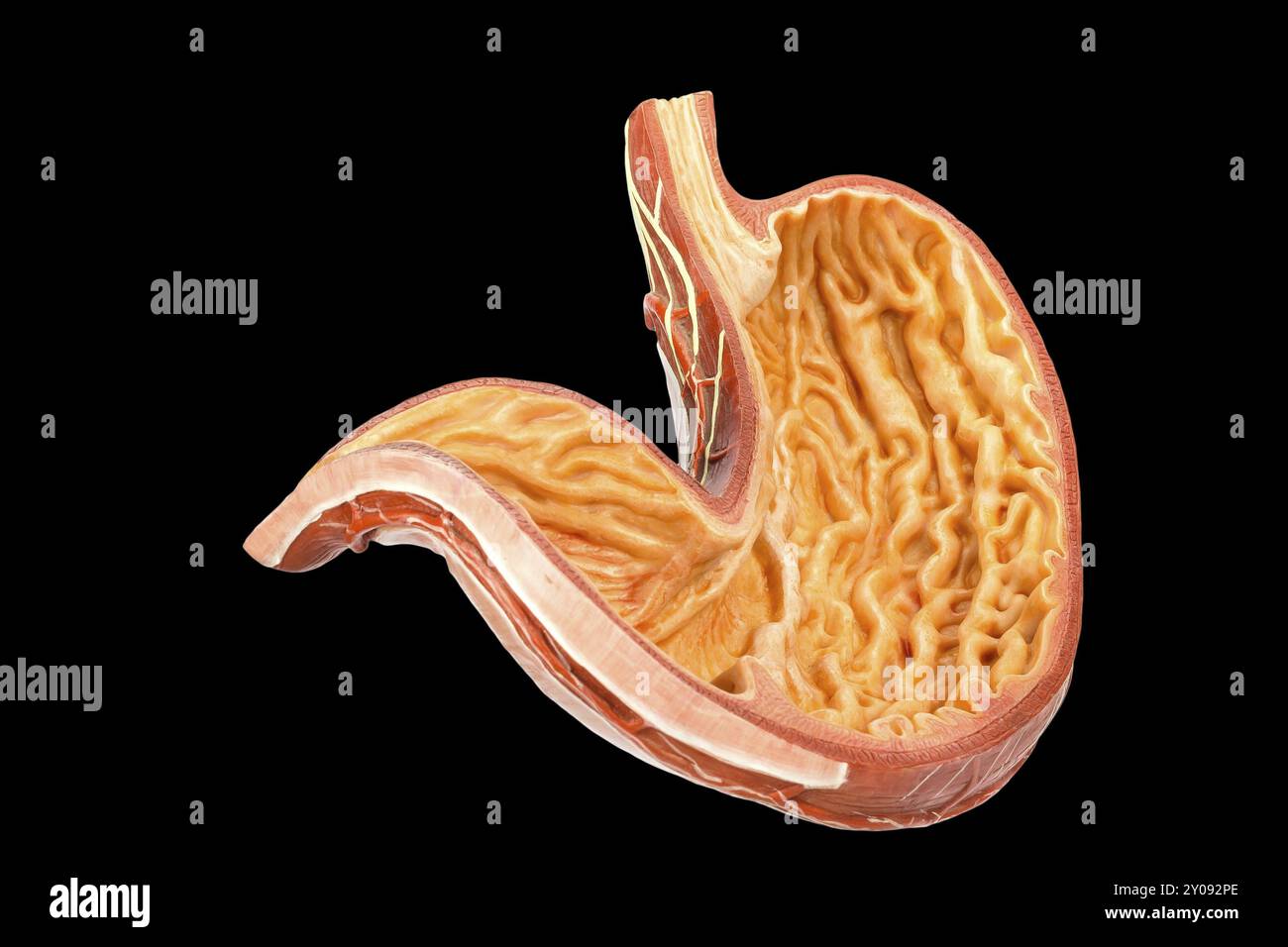 Inside of human stomach model isolated on black background Stock Photo ...