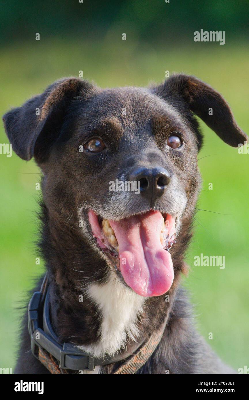 Happy smiling crossbreed dog is enjoying the walk with his loved master ...