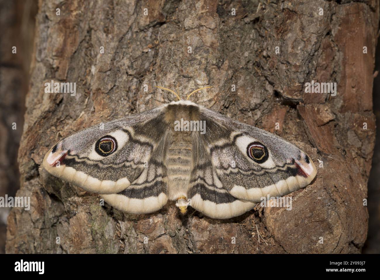 Small emperor moth, female, Saturnia pavonia, small emperor moth ...