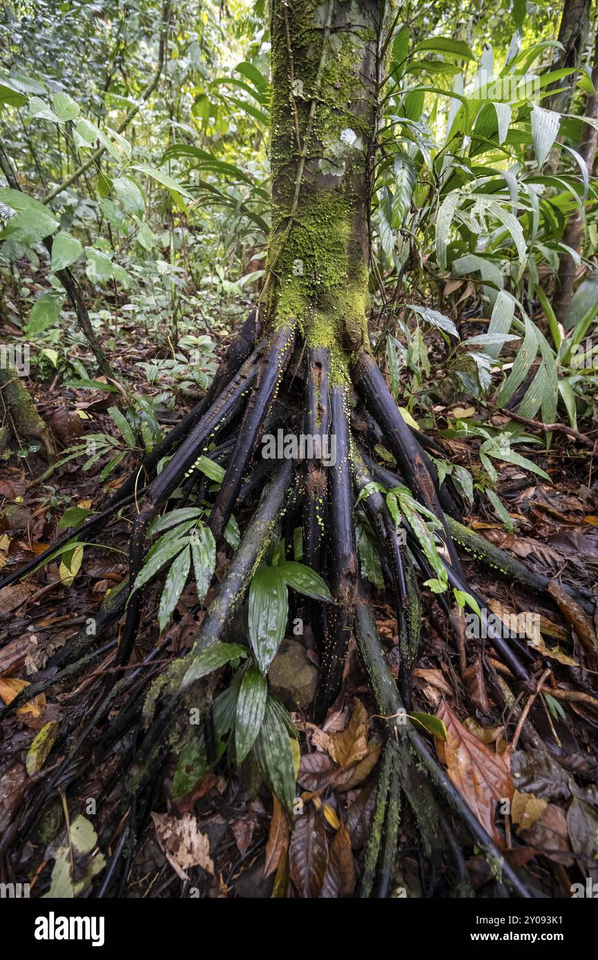 Roots of a stilt palm (Socratea exorrhiza), in the tropical rainforest ...