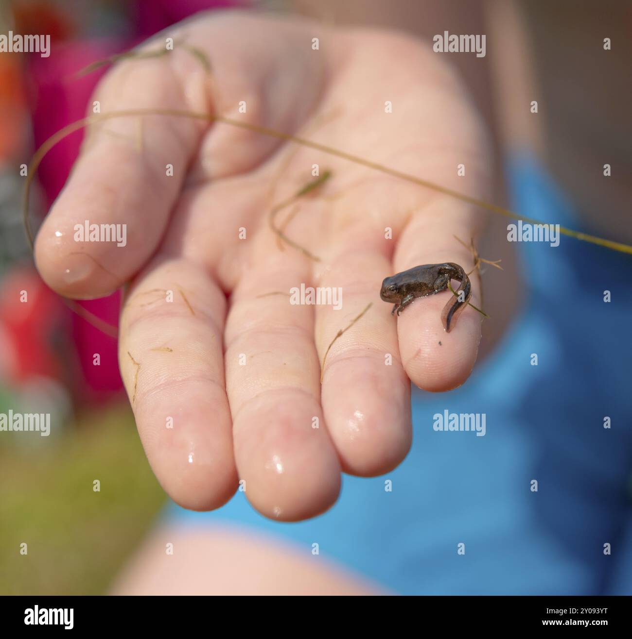 A frog tadpole with developed limbs held in a hand Stock Photo - Alamy