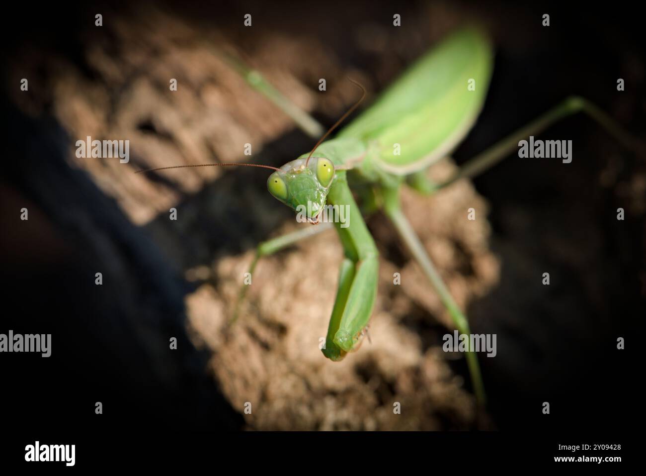 Praying Mantis aka Mantis religiosa adult female in wild nature of ...
