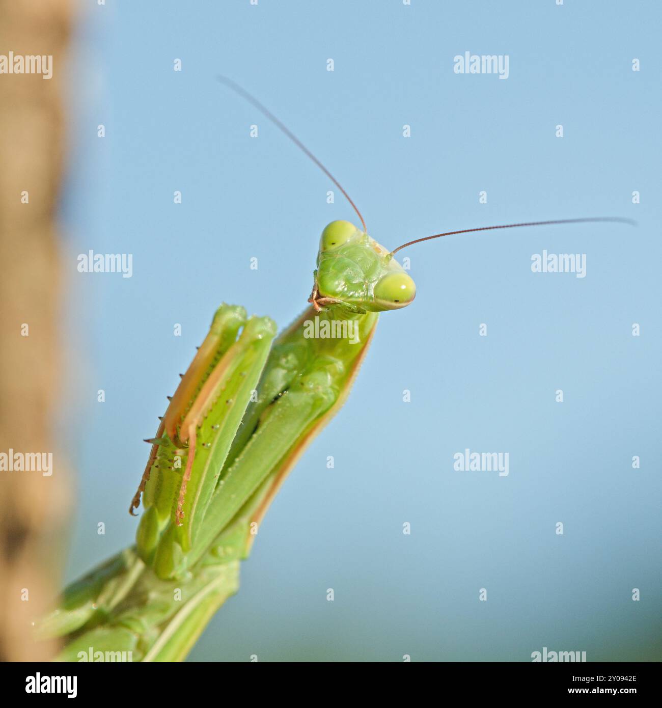 Praying Mantis aka Mantis religiosa adult female in wild nature of ...