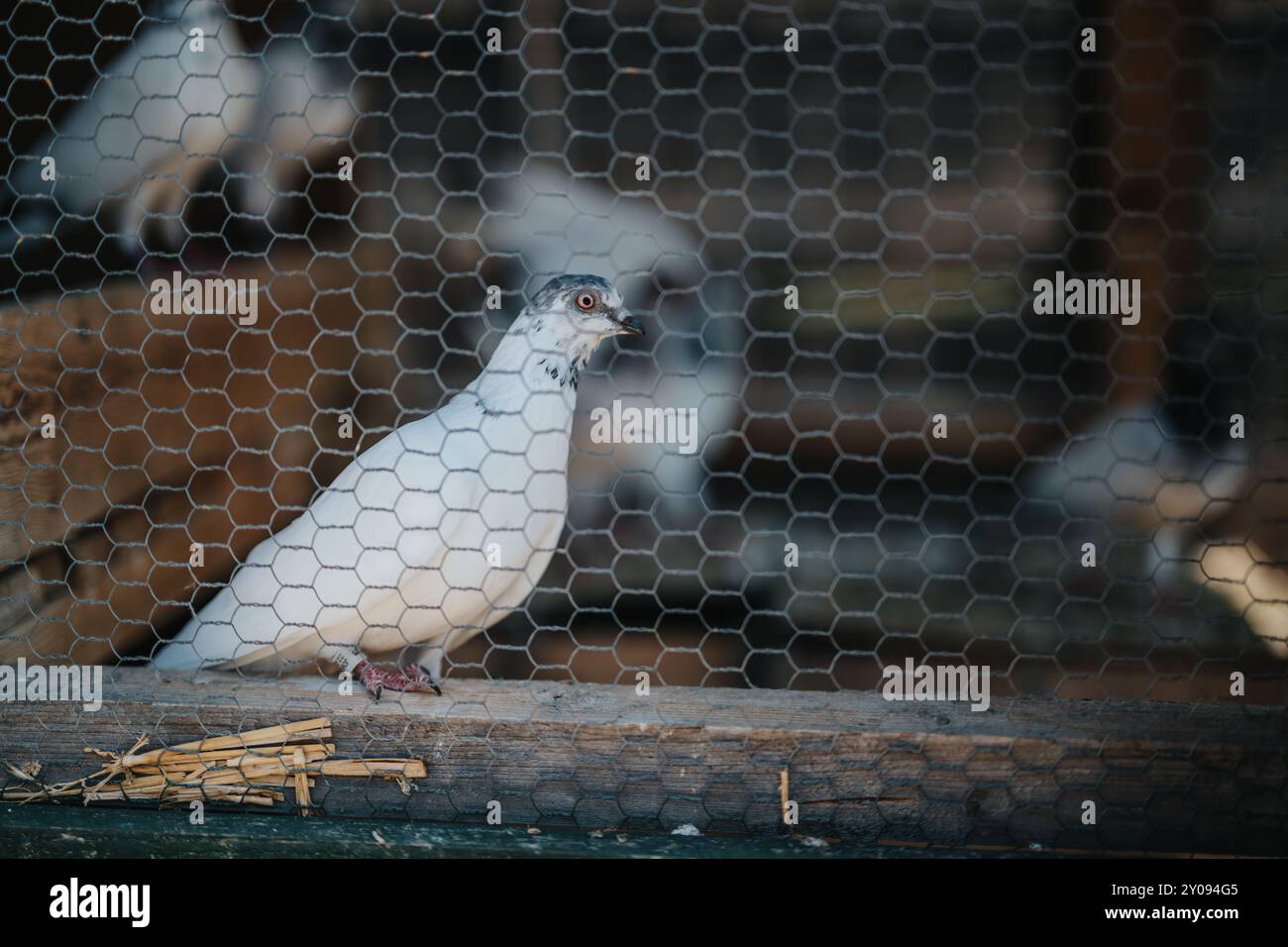 White pigeon behind wire mesh in an aviary at sunset Stock Photo - Alamy