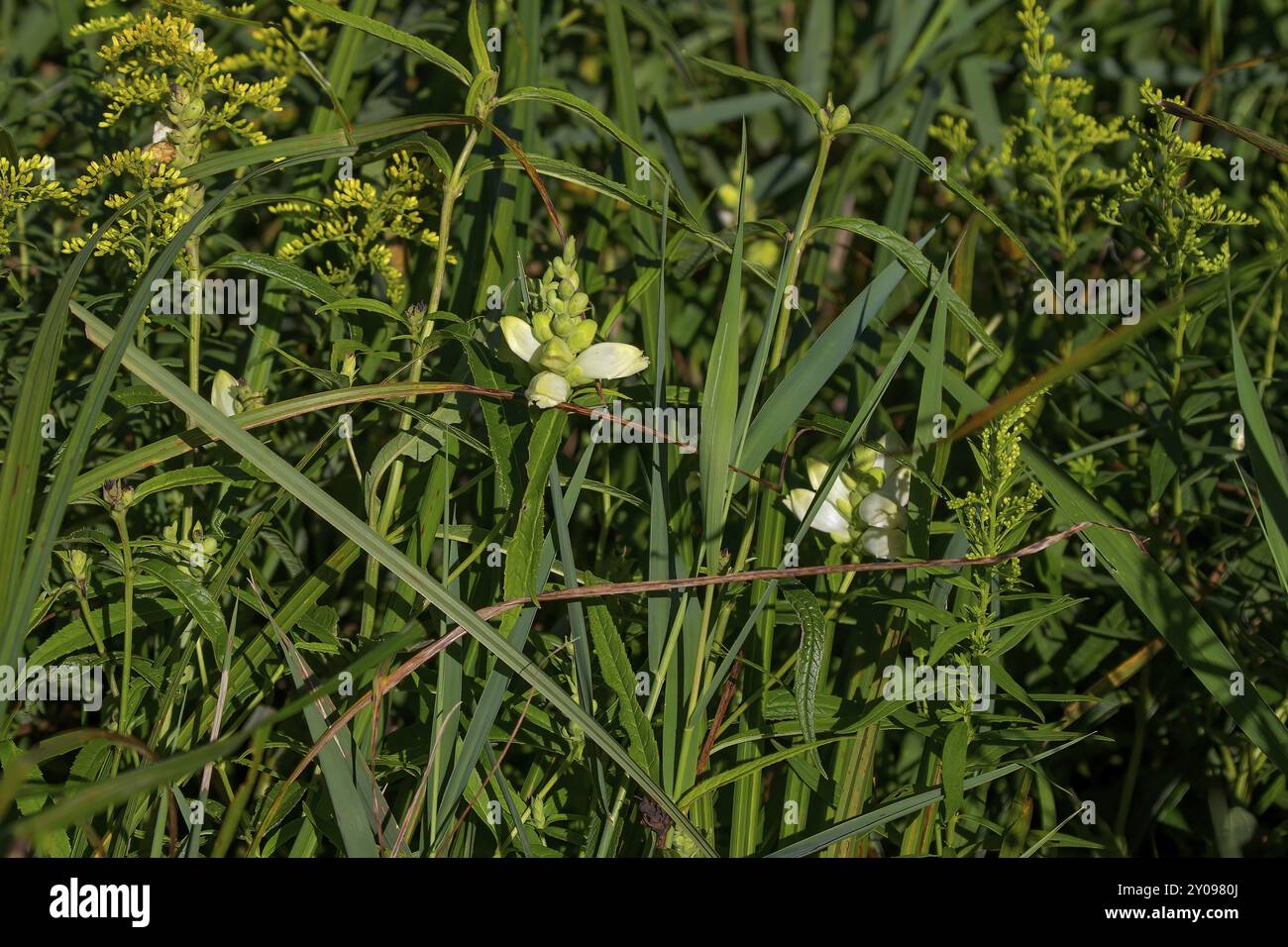The white turtlehead (Chelone glabra) species of plant native to North ...