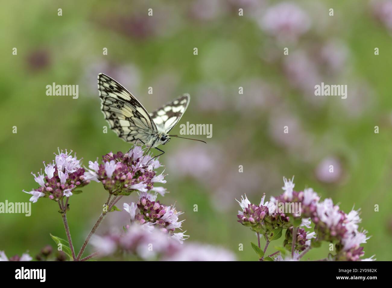 Black and white butterfly checkerboard butterfly sits on a marjoram ...