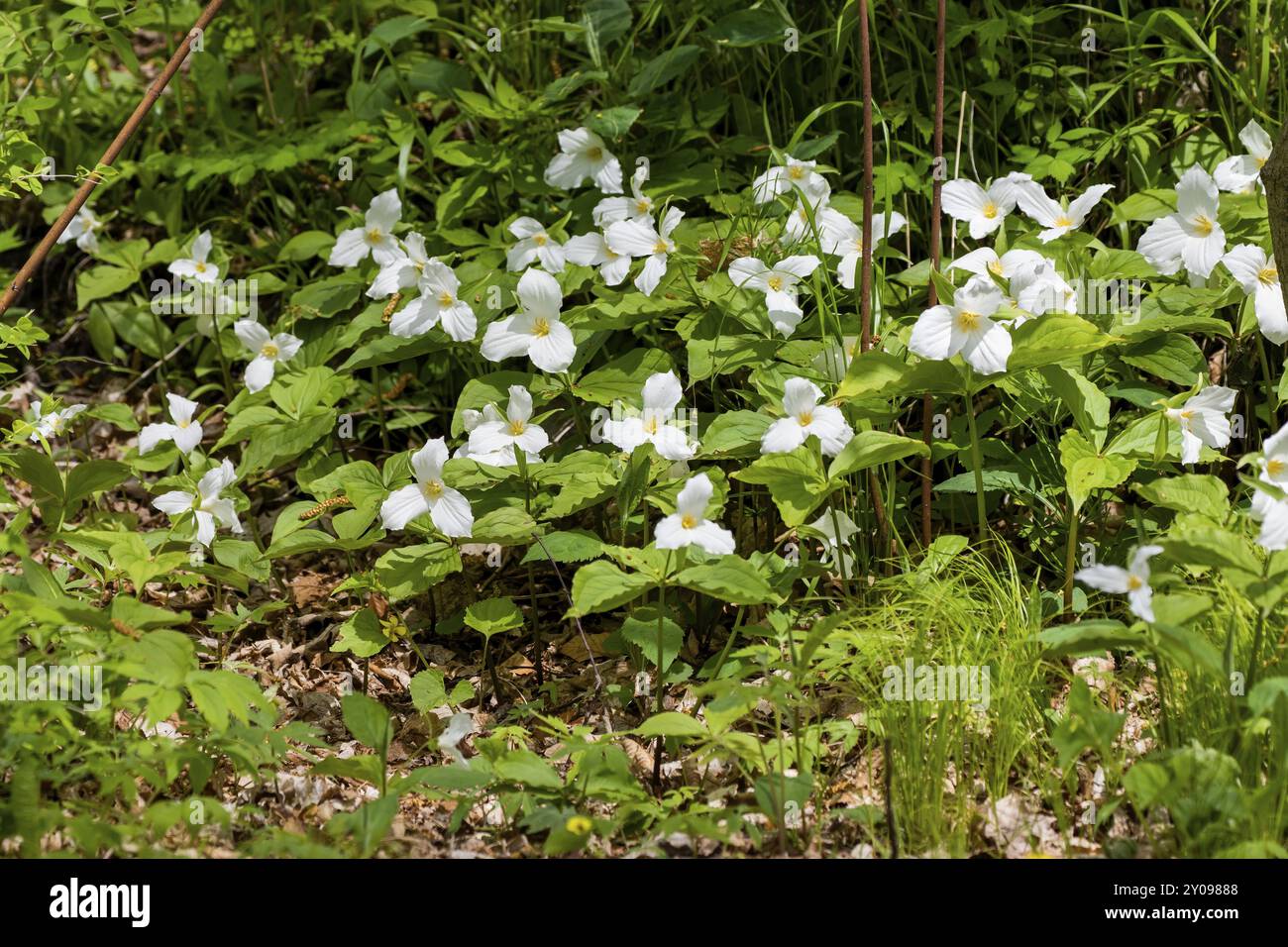 Natural scene from Wisconsin state forest Stock Photo - Alamy
