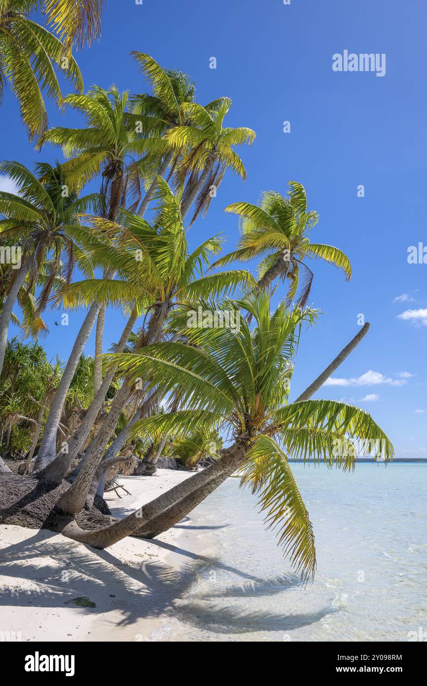 Beach with coconut palm (Cocos nucifera), Tetiaroa, Atoll, Marlon ...