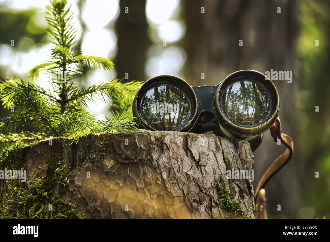 Binoculars resting on a weathered tree stump, binocular lenses ...