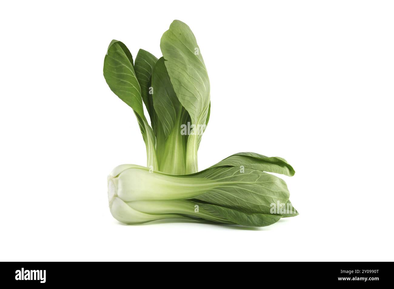 Pak choi, also known as bok choi or pok choi type of Chinese cabbage ...