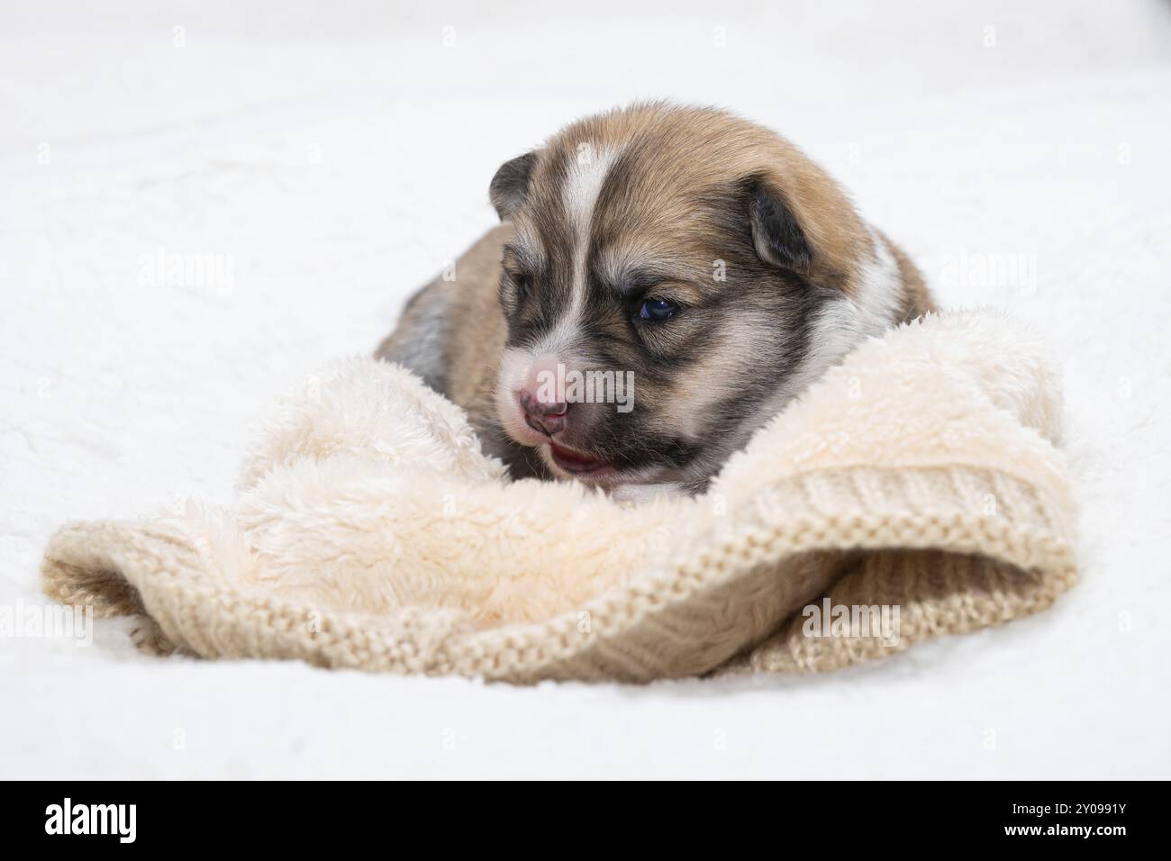 3 week old puppy hi-res stock photography and images - Alamy