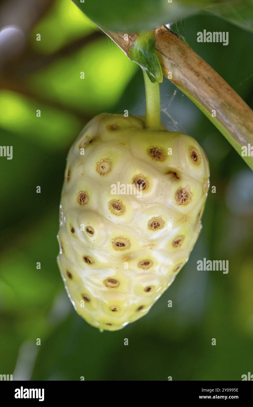 Great morindas hi-res stock photography and images - Alamy