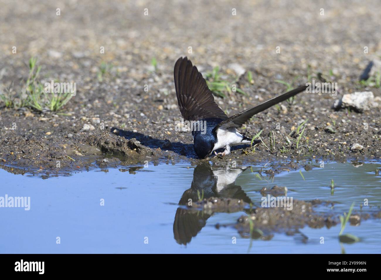 Common House Martin with nesting material. House Martin with nesting ...
