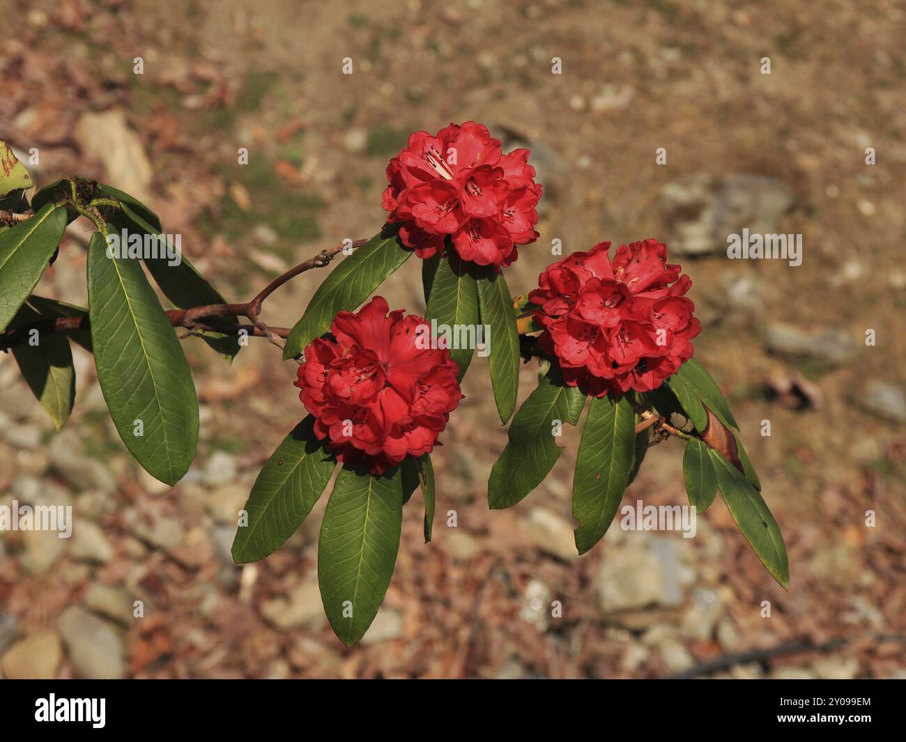 National Flower of Nepal, red rhododendron Stock Photo - Alamy