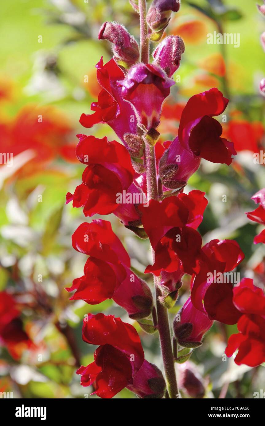 Snapdragon red, snapdragon red 01 Stock Photo - Alamy