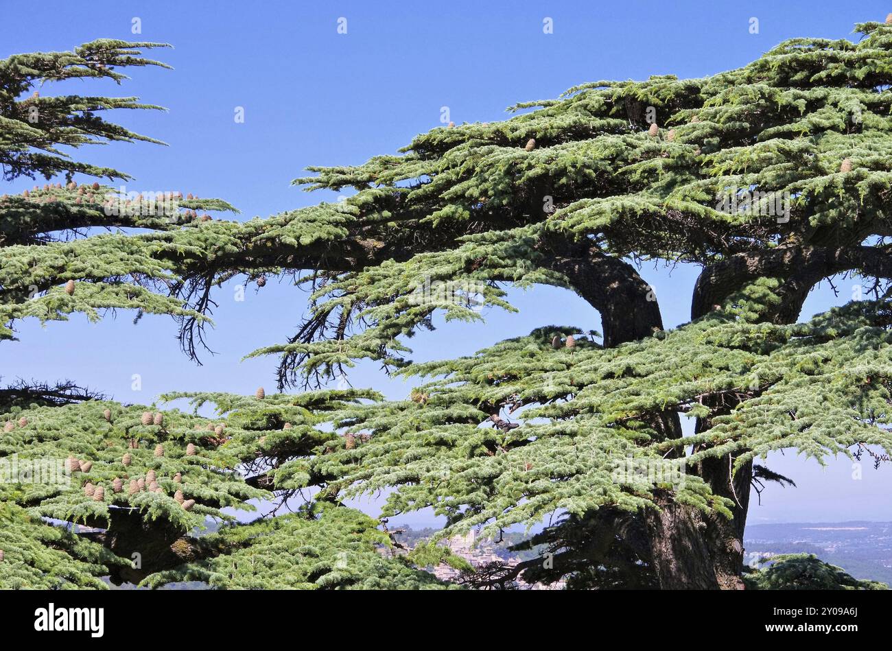 Cedar, cedar wood 24 Stock Photo - Alamy