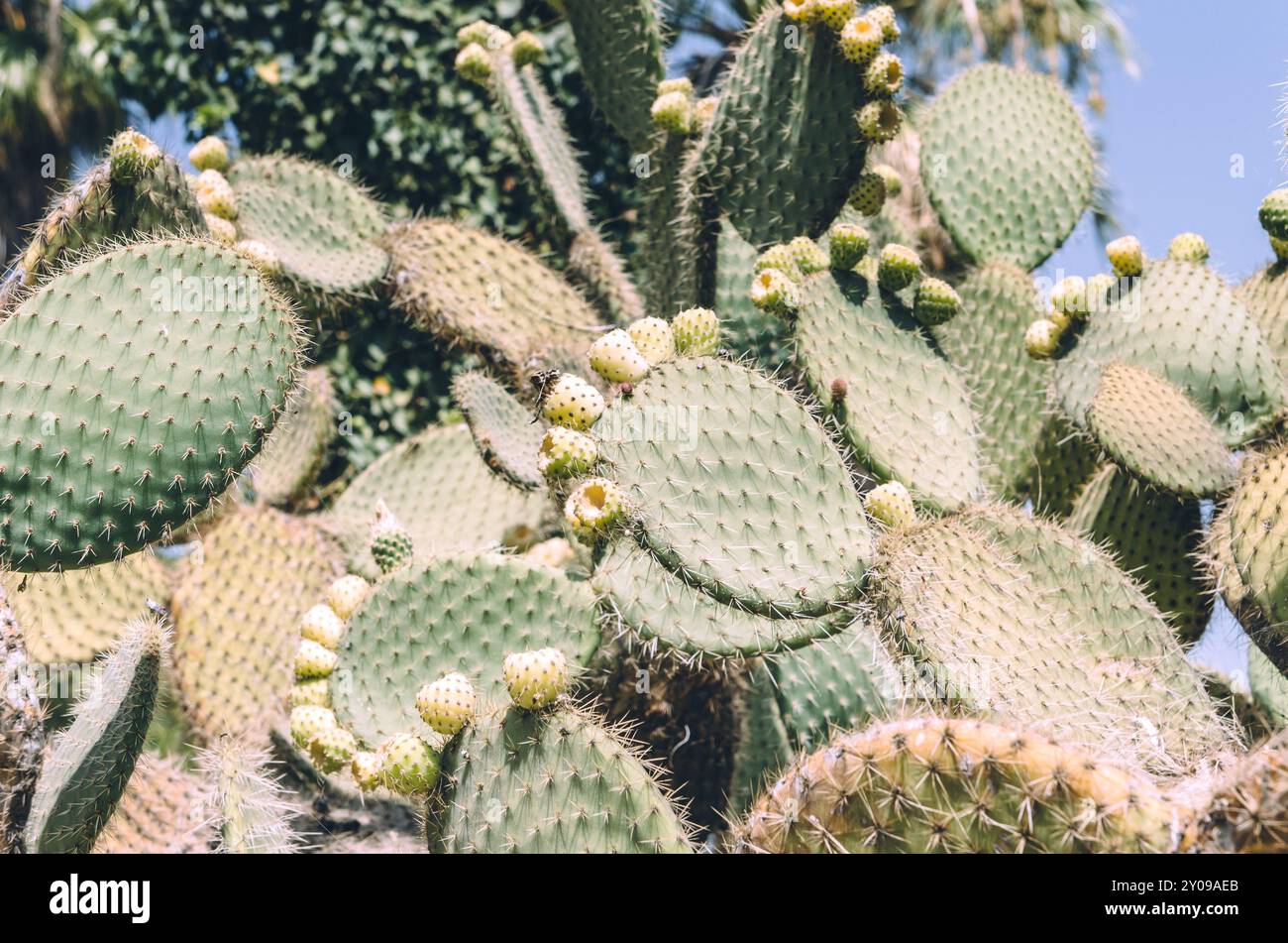 Low angle Opuntia bergeriana prickly pear cactus with yellow fruits ...