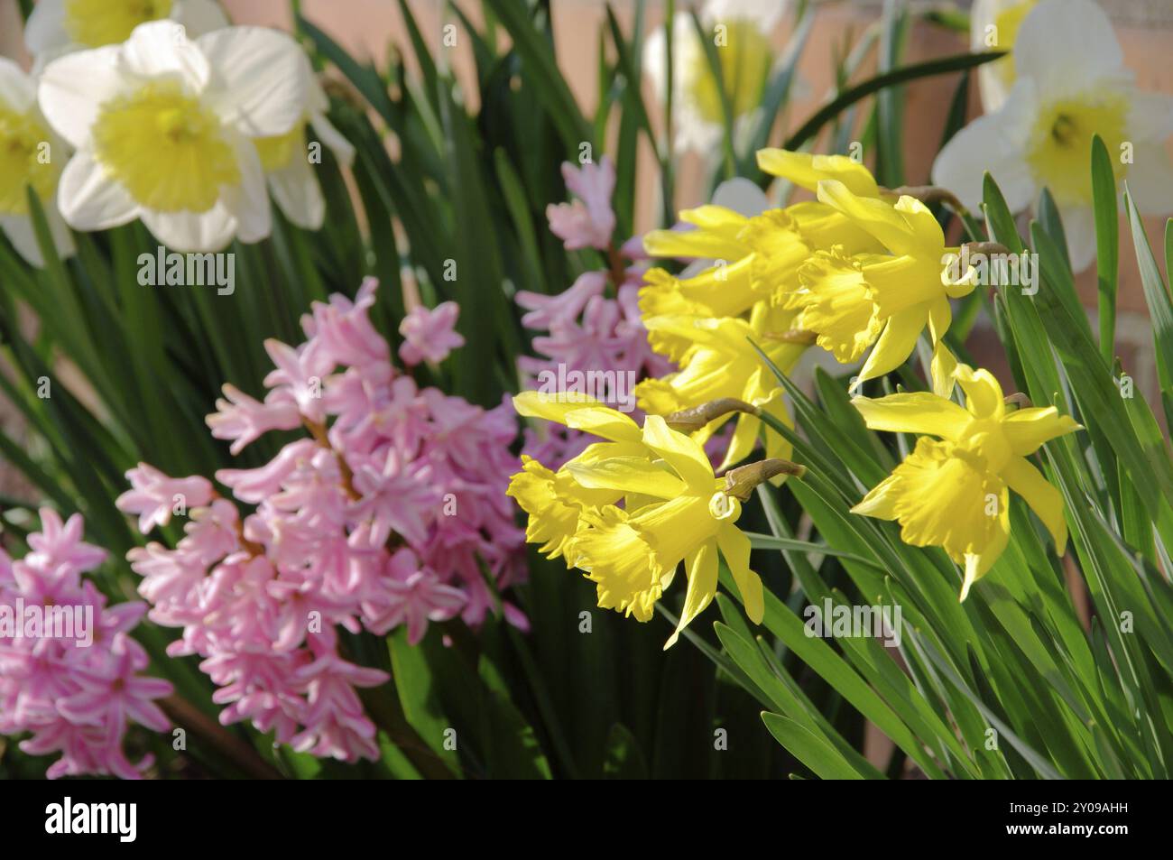 Daffodil and hyacinth, daffodil and hyacinth Stock Photo - Alamy