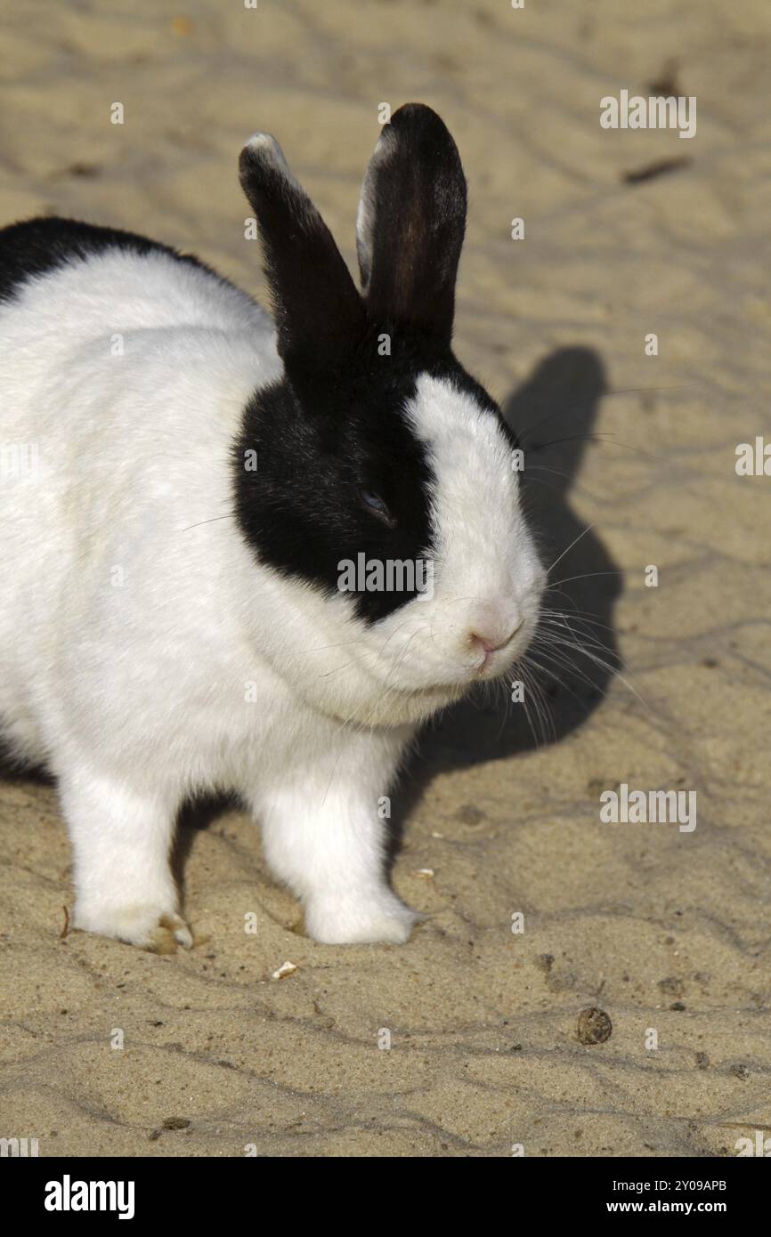 Cuddly rabbit childs toy hi-res stock photography and images - Alamy