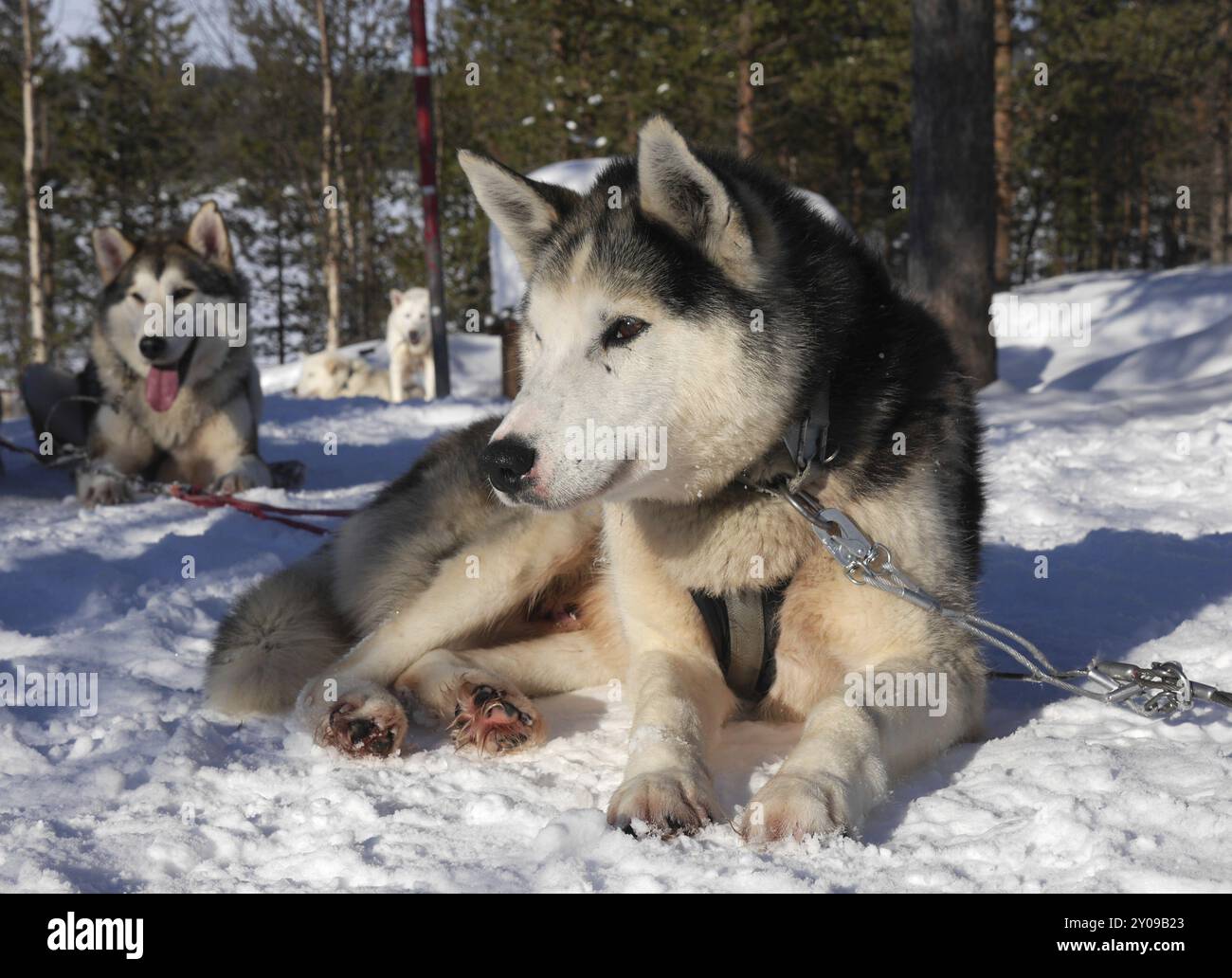 Nordic dog sleds hi-res stock photography and images - Alamy