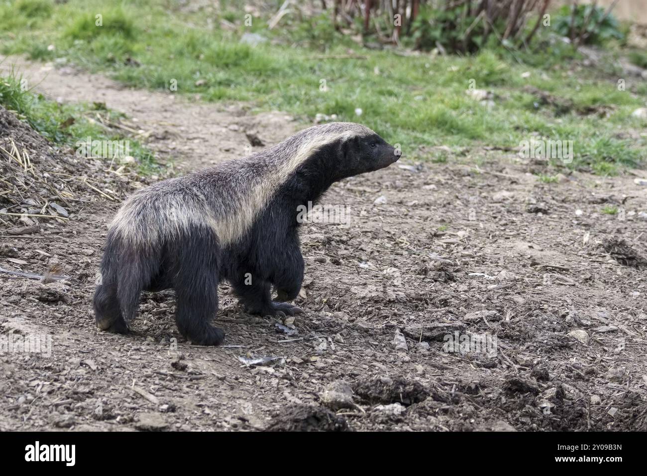 Honey Badger (Mellivora capensis) wandering around his territory Stock ...