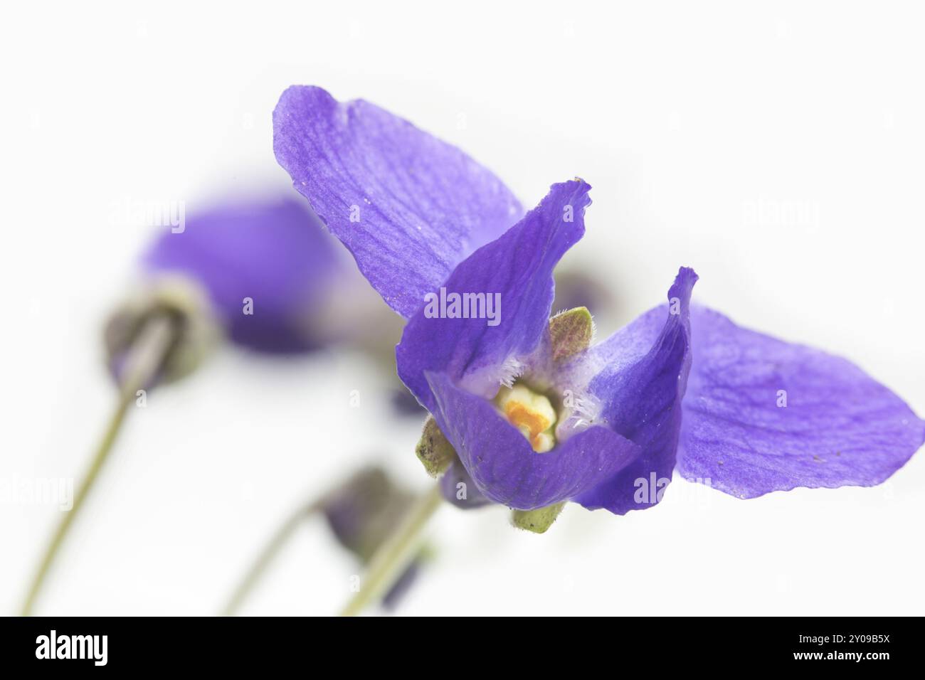 Light bac Cut Out Stock Images & Pictures - Alamy