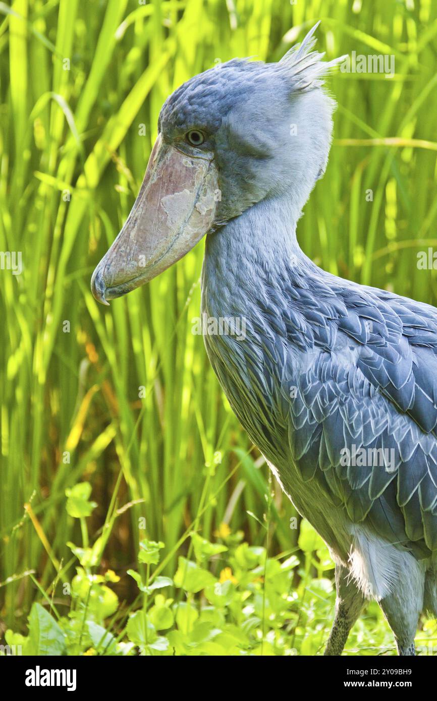 Shoebill (Balaeniceps rex), also known as Abu Markub Stock Photo - Alamy