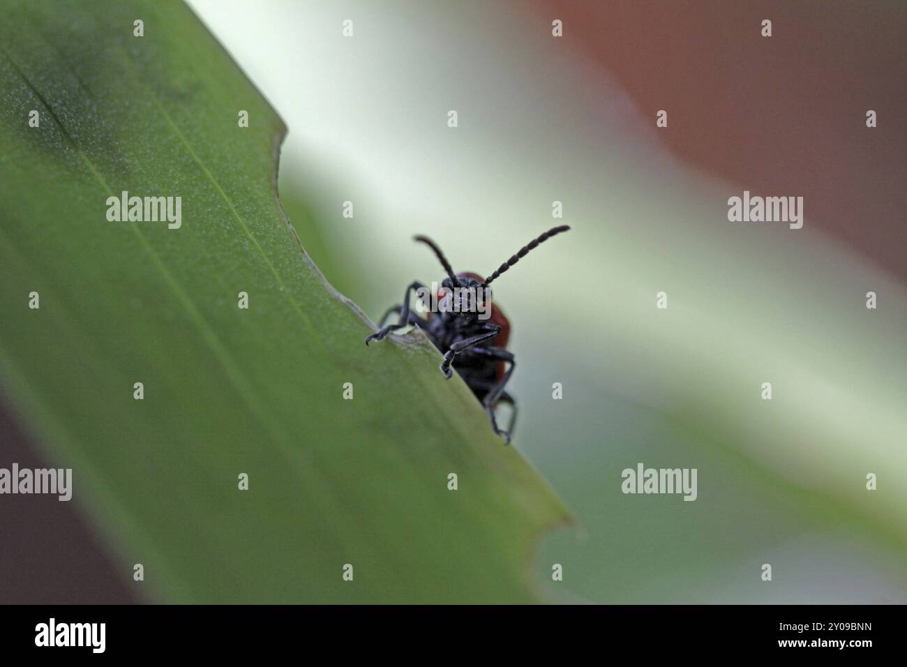 Lily chicken hi-res stock photography and images - Alamy