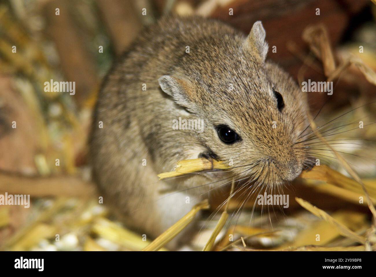 Mongolian gerbil, habitat highlands of Mongolia, northern China and ...