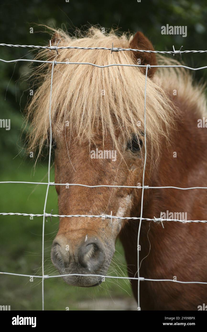 Robust small horses Stock Photo - Alamy