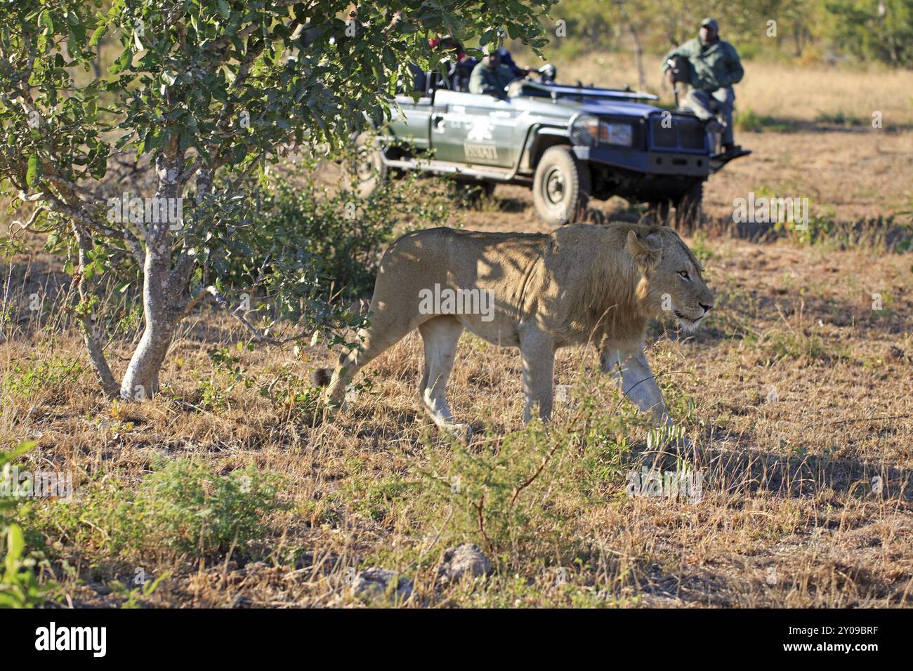 Safari animals multiple hi-res stock photography and images - Alamy