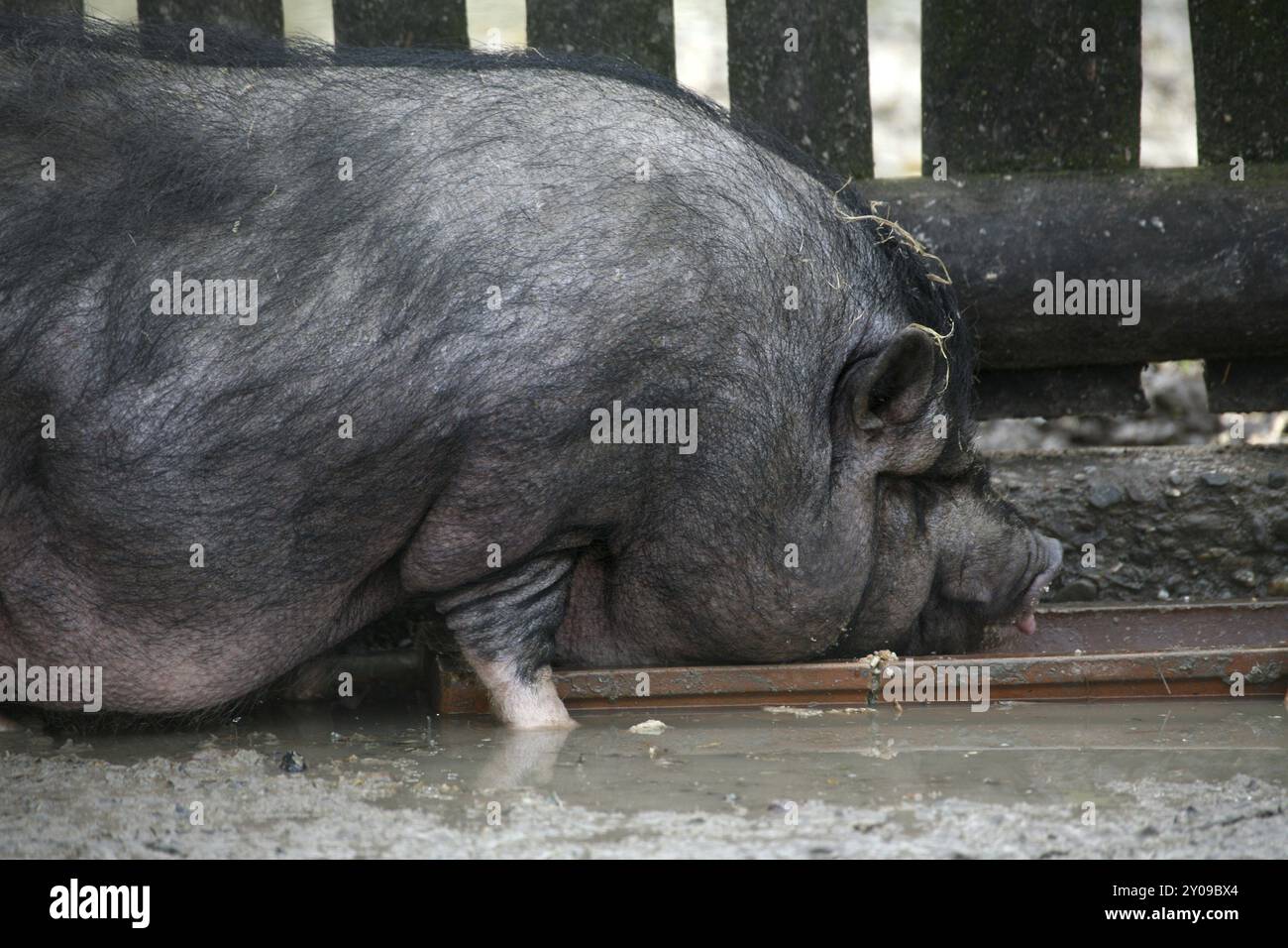 Pig troughs hi-res stock photography and images - Alamy