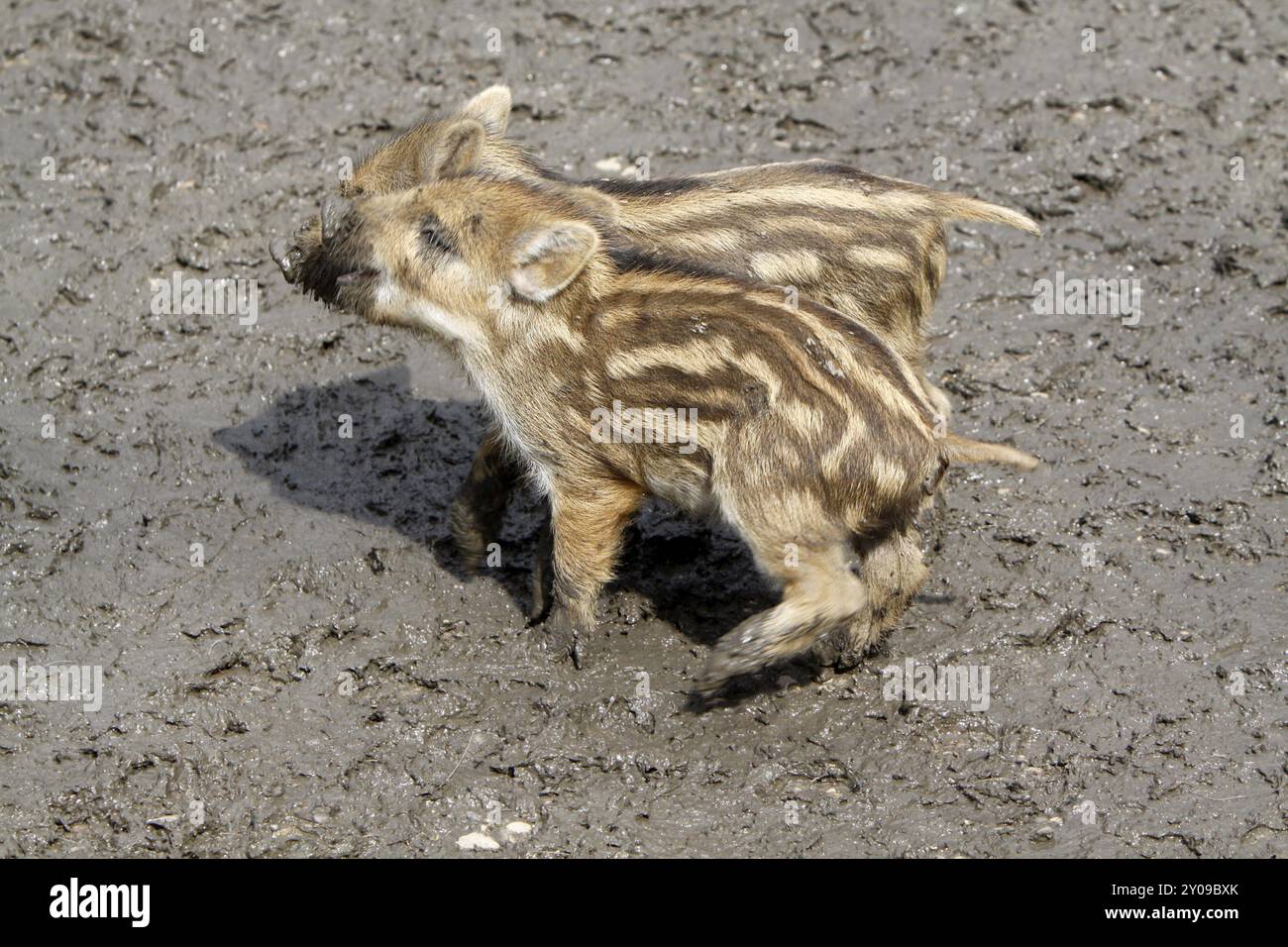 Wild boar Fresh boar Stock Photo - Alamy