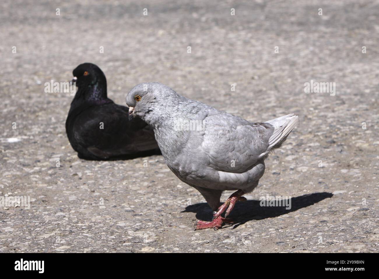 Overweight pigeon hi-res stock photography and images - Alamy