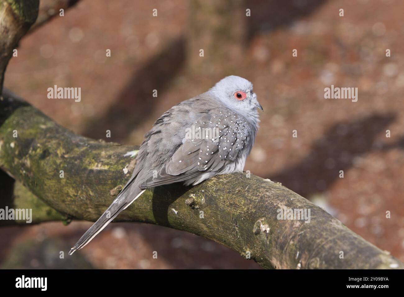 Diamond doves geopelia cuneata hi-res stock photography and images - Alamy