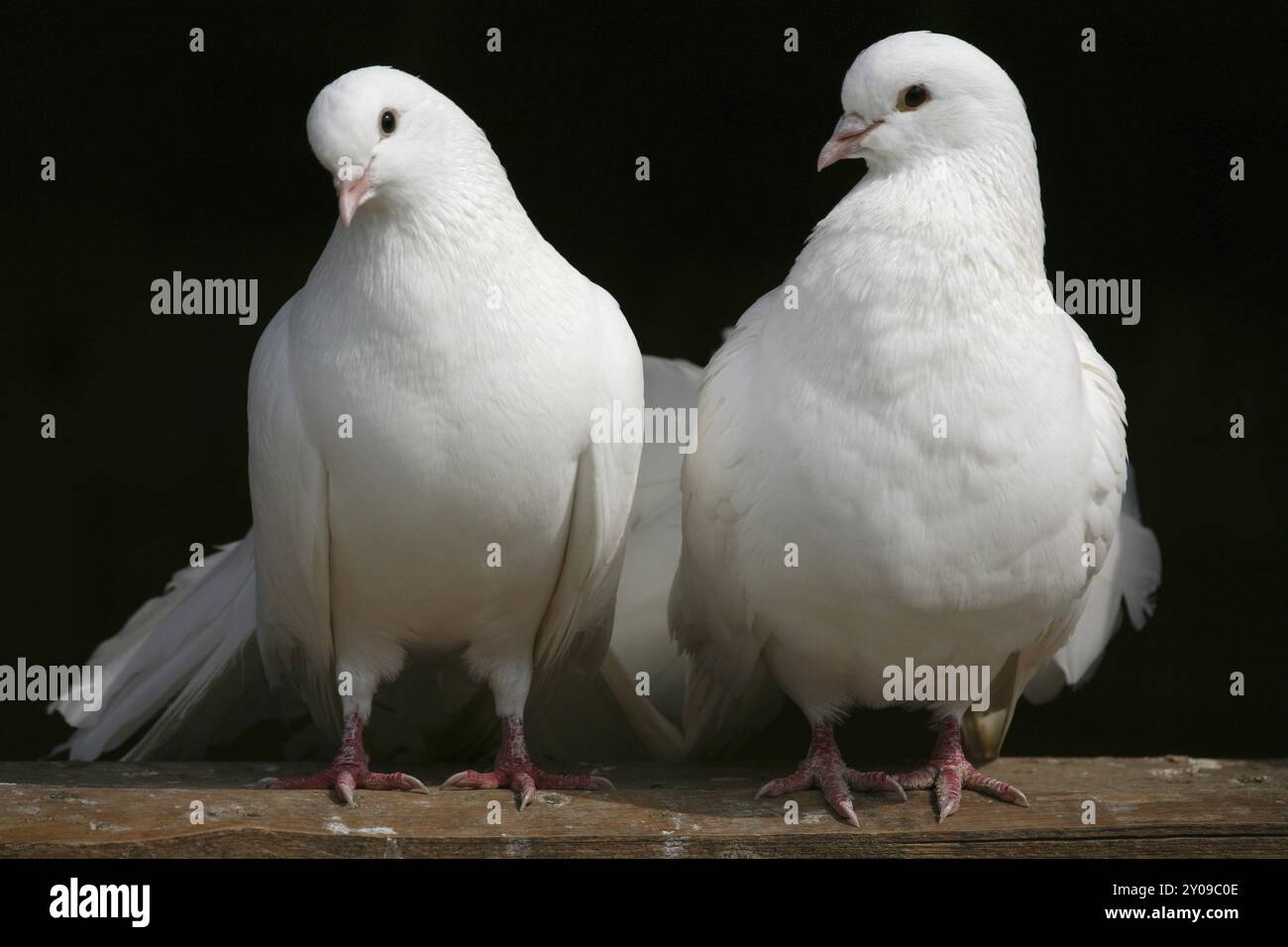 Pair of white pigeons Stock Photo - Alamy