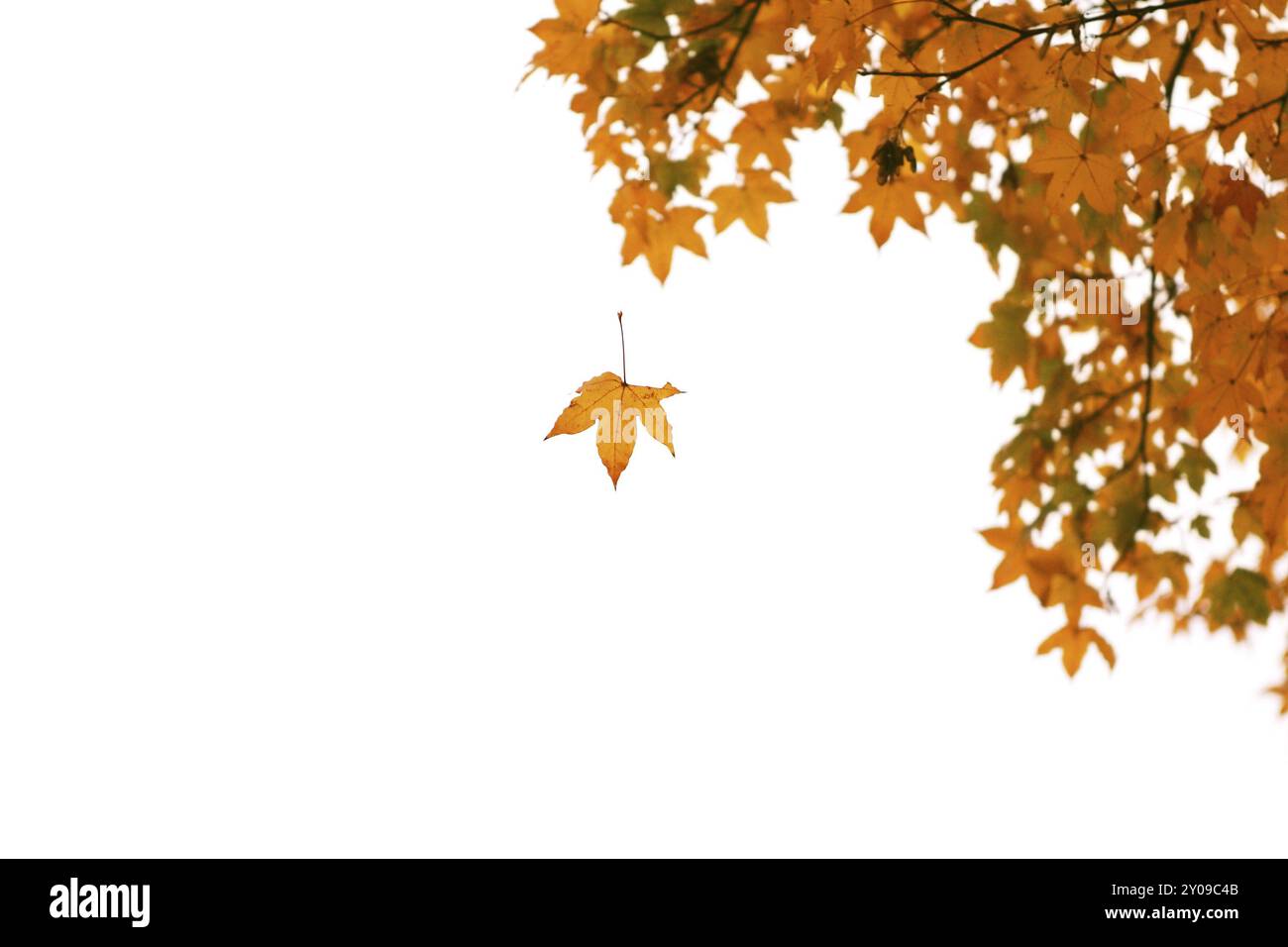 Various fall leaves cut hi-res stock photography and images - Alamy