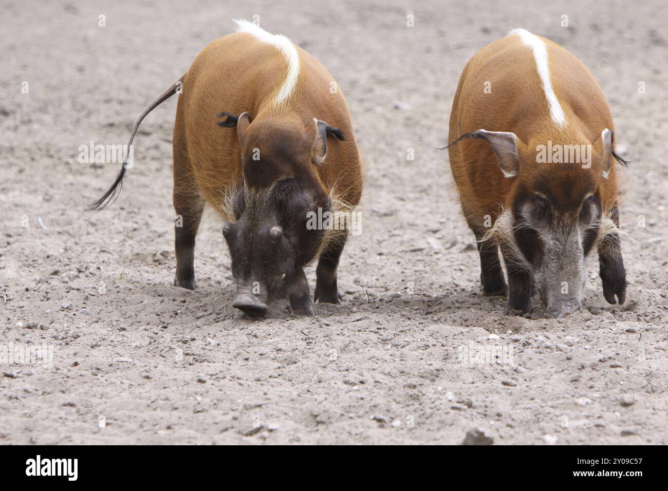 Bush pigs hi-res stock photography and images - Alamy