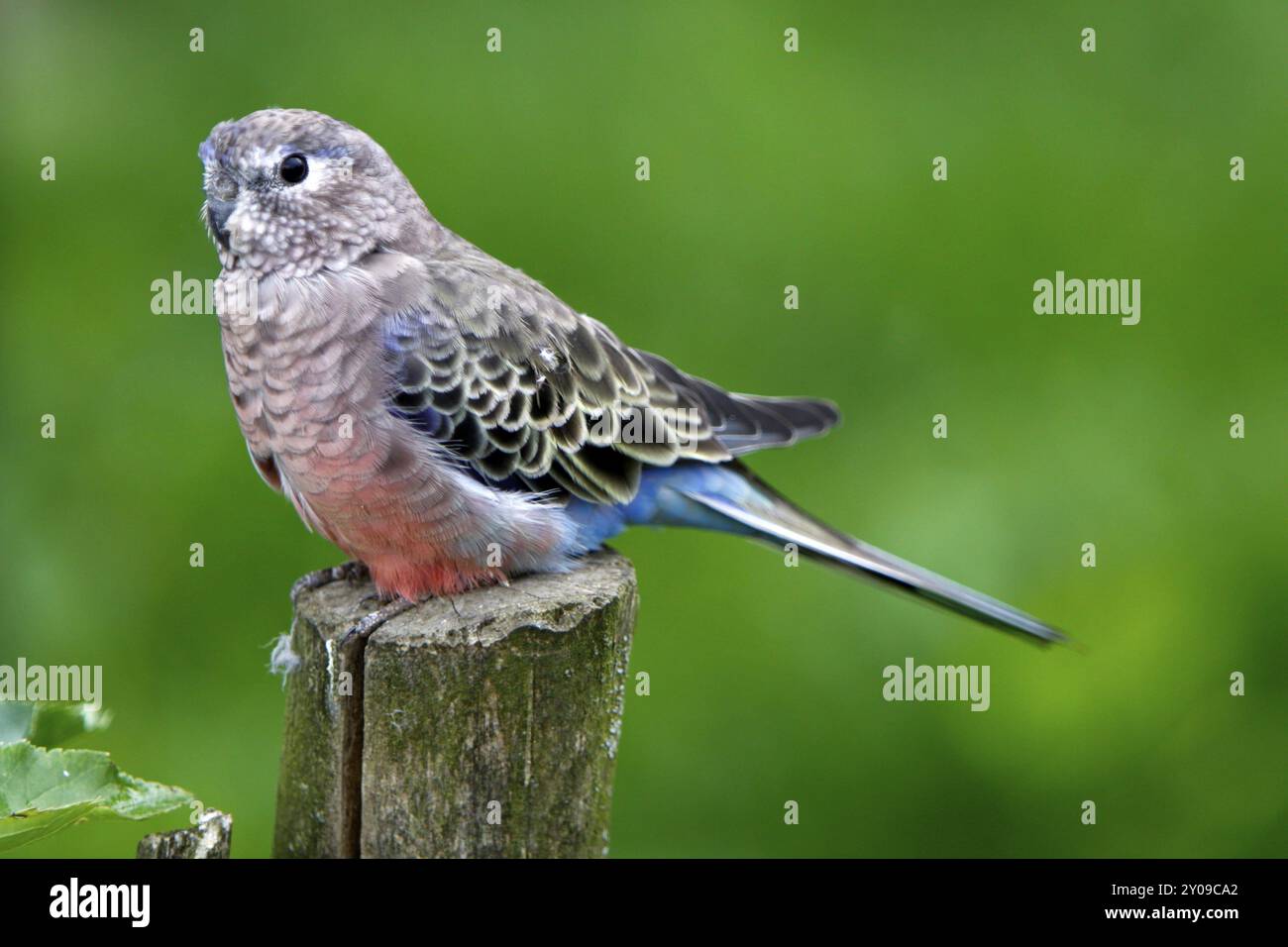 Bourkes parrot hi-res stock photography and images - Alamy