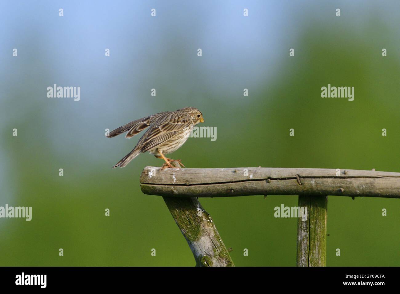 Male Corn bunting singing in the morning sun. Corn bunting on a perch ...