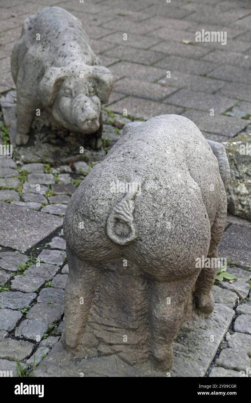 Oldest of pig breeds hi-res stock photography and images - Alamy