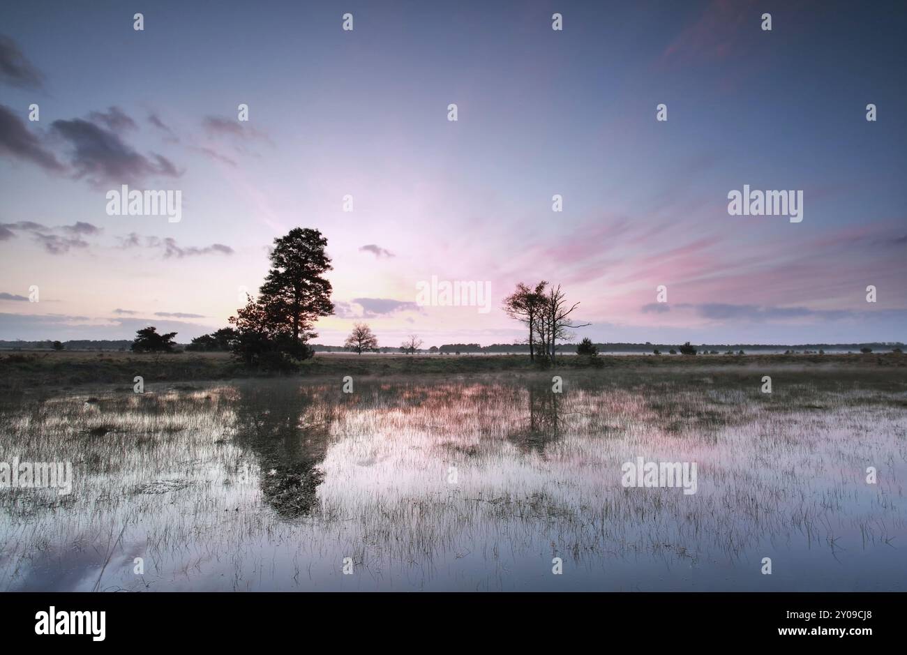 Serene sunrise on wild swamp, Kampina, Netherlands Stock Photo - Alamy
